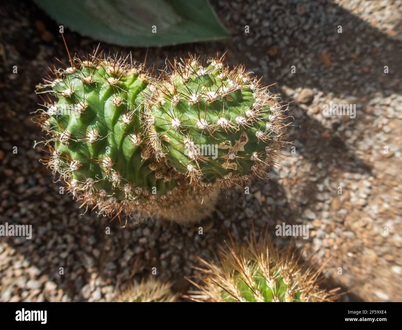 Close up cactus texture detail Stock Photo - Alamy