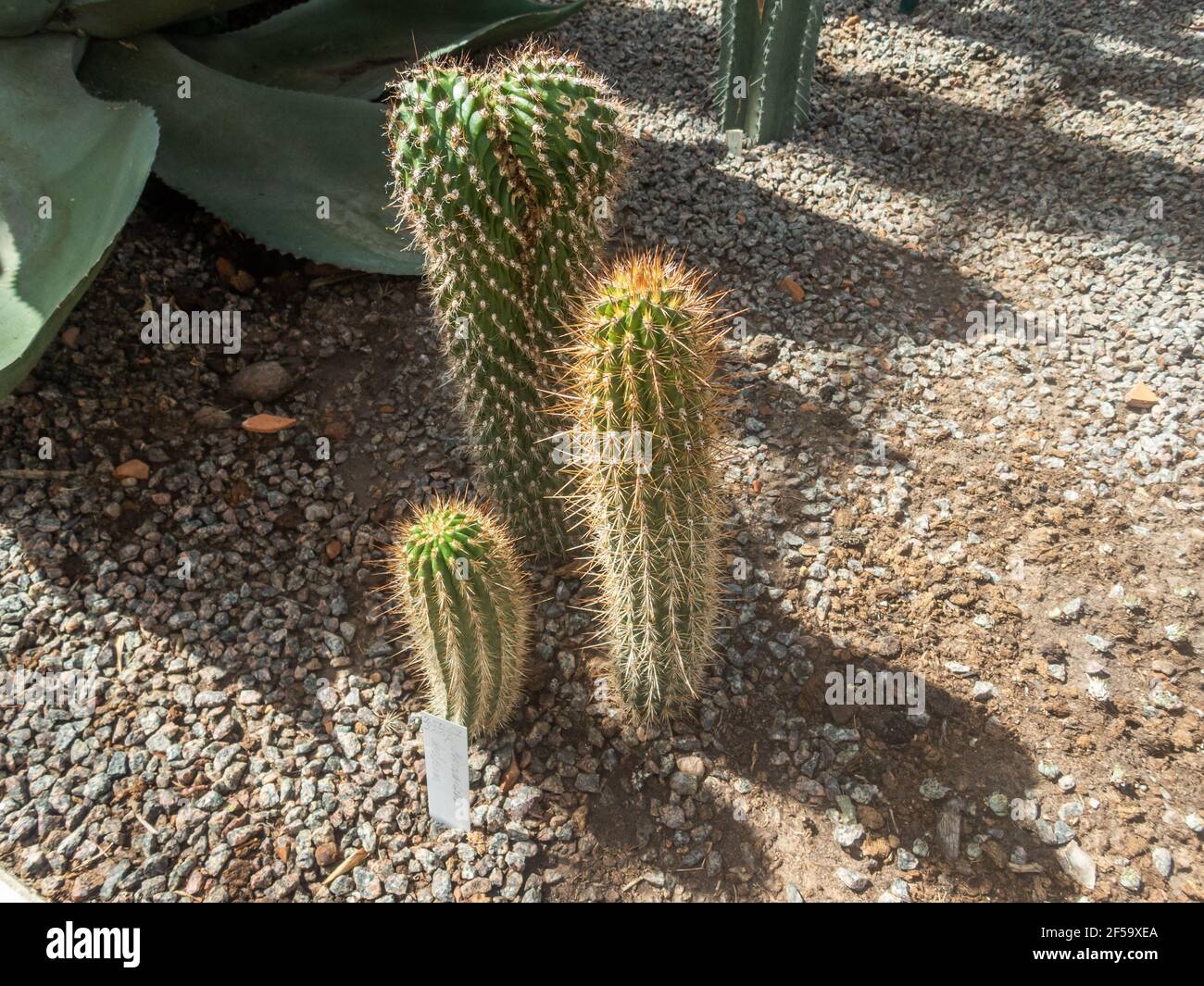 Close up cactus texture detail Stock Photo - Alamy