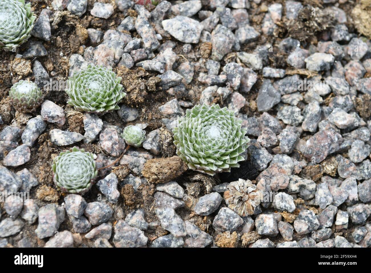 Cactus texture hi-res stock photography and images - Alamy