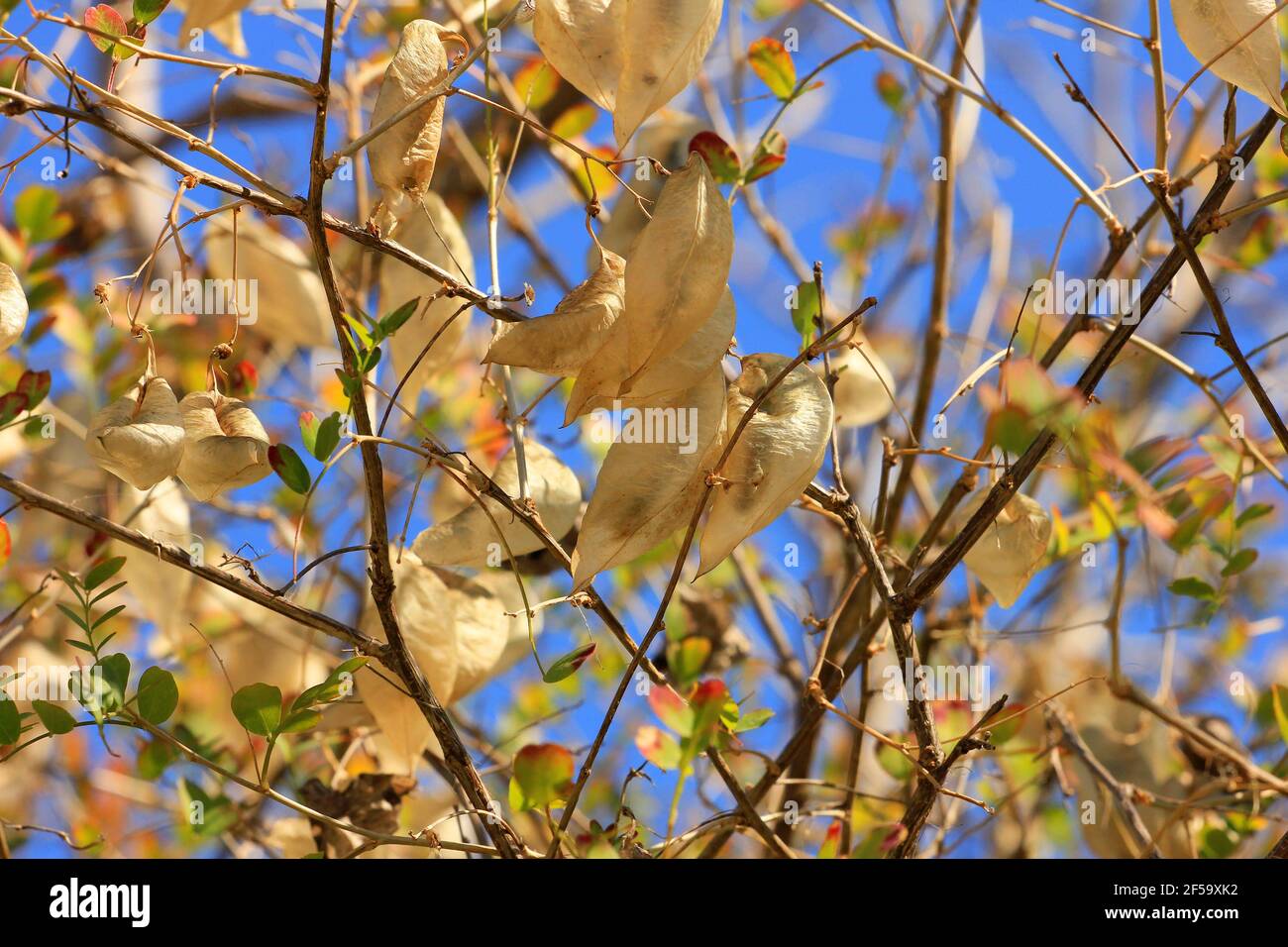 Unusual seed shape hi-res stock photography and images - Alamy