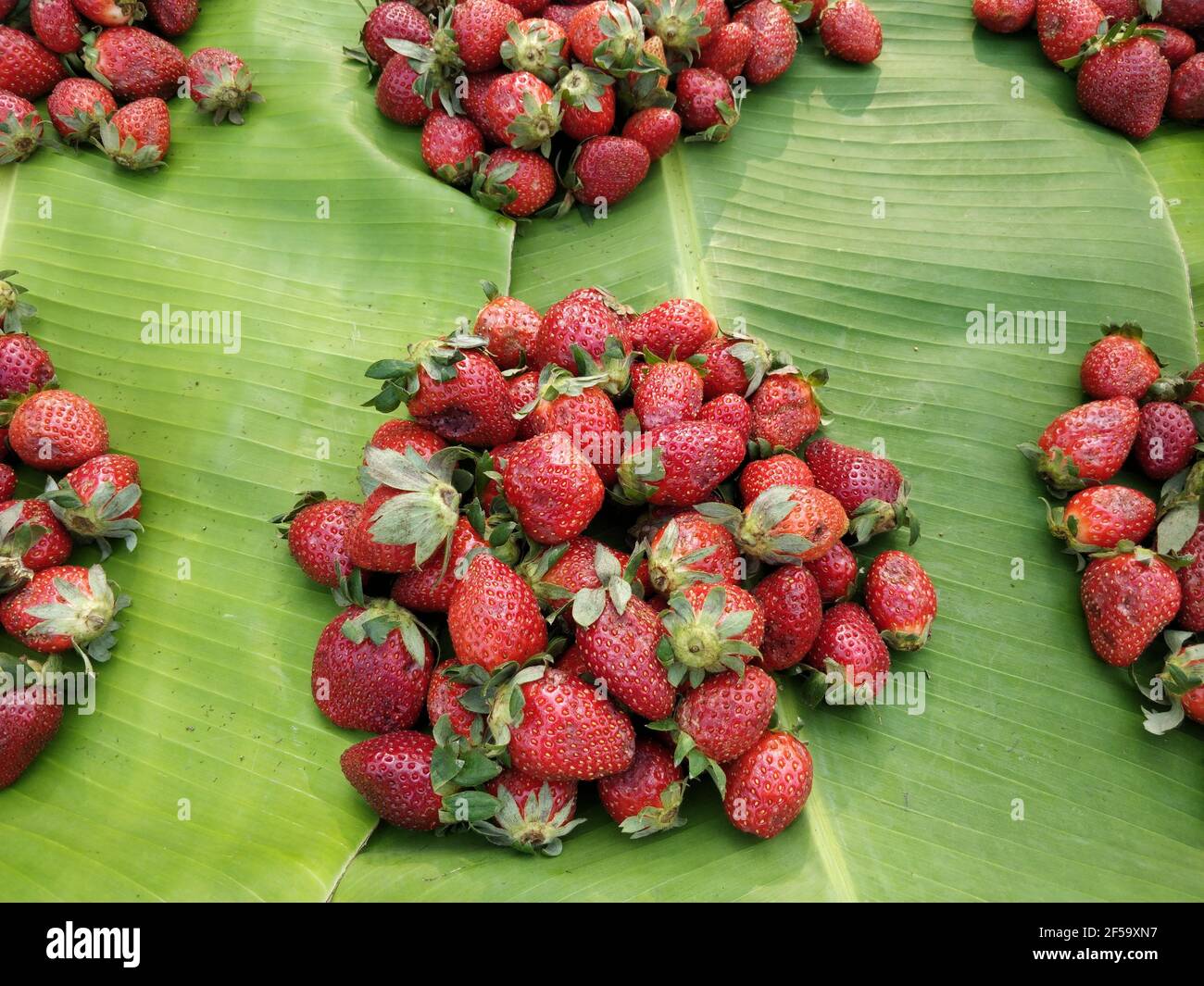 Juicy piles of strawberries on banana leaves for sale Stock Photo - Alamy