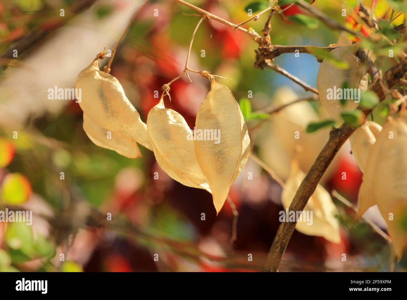 Unusual seed shape hi-res stock photography and images - Alamy