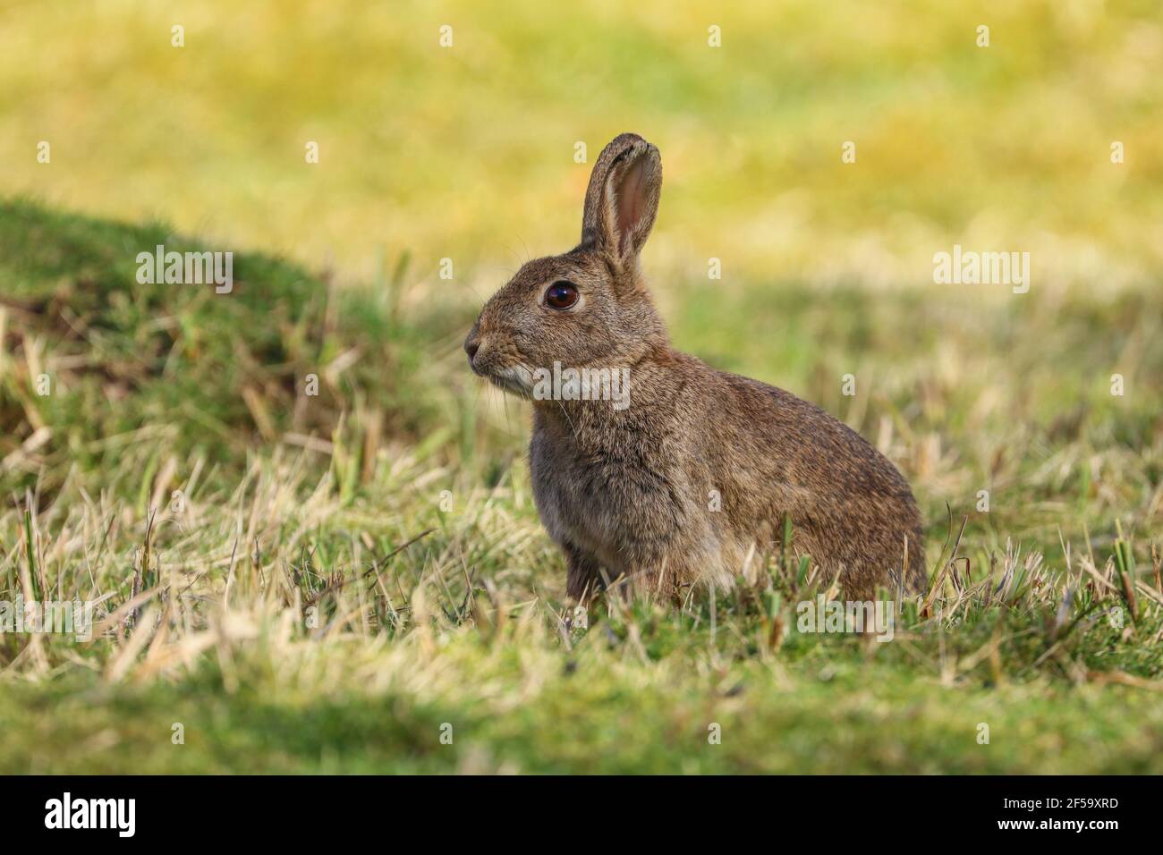 Oryctolagus cuniculus hi-res stock photography and images - Alamy