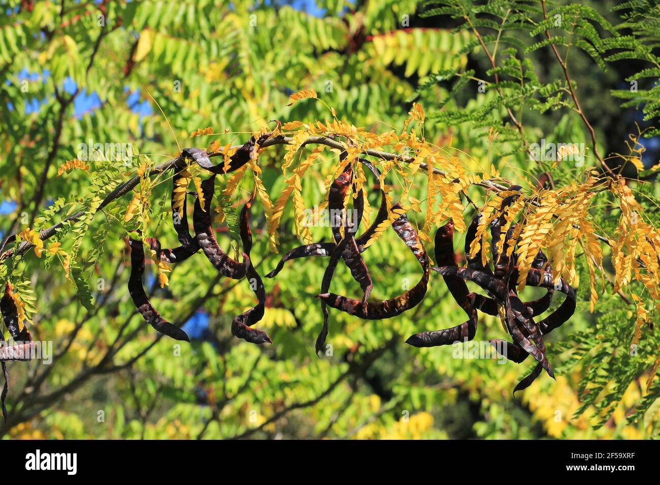 Acacia seeds hi-res stock photography and images - Alamy