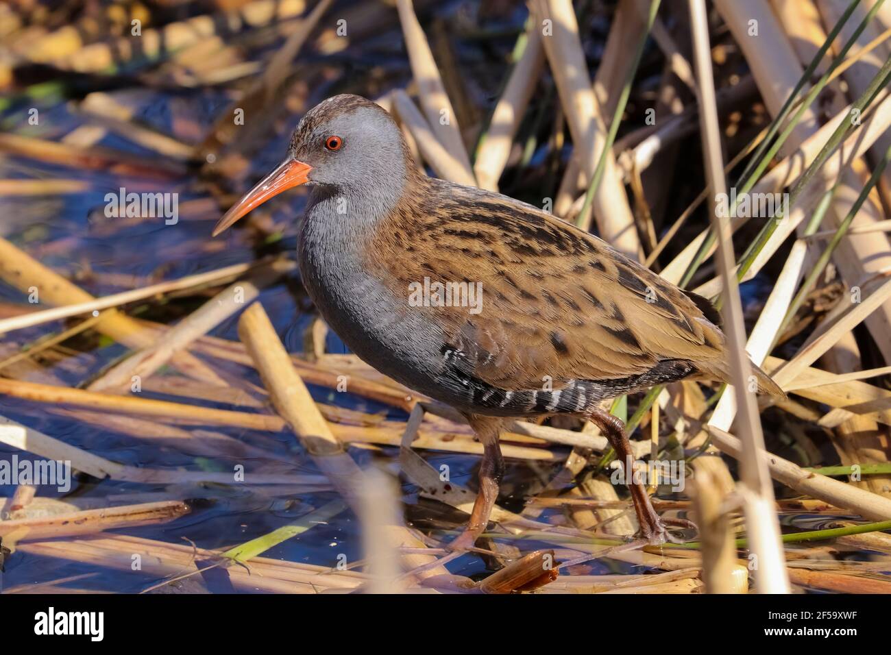 Close up of a Water Rail, Rallus aquaticus, bird hunting amongst the ...