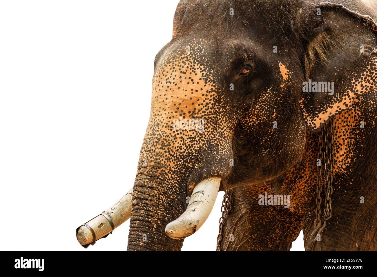 Elephant with a broken tusk isolated in white background Stock Photo ...