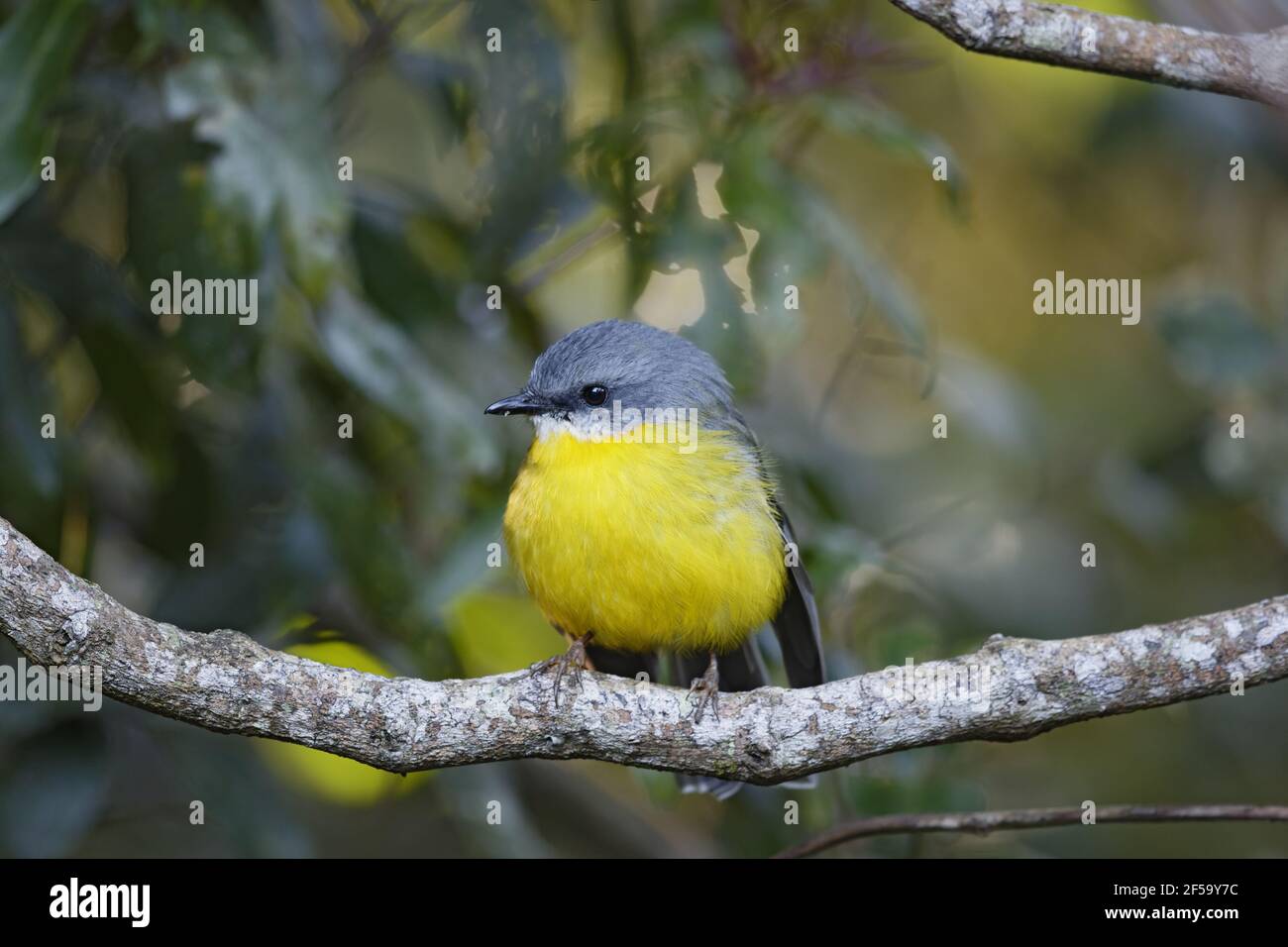Eastern Yellow RobinEopsaltria australis Lamington National Park ...