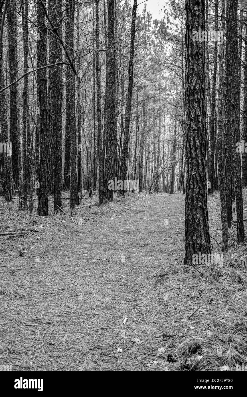 Winding path through woods Black and White Stock Photos & Images - Alamy