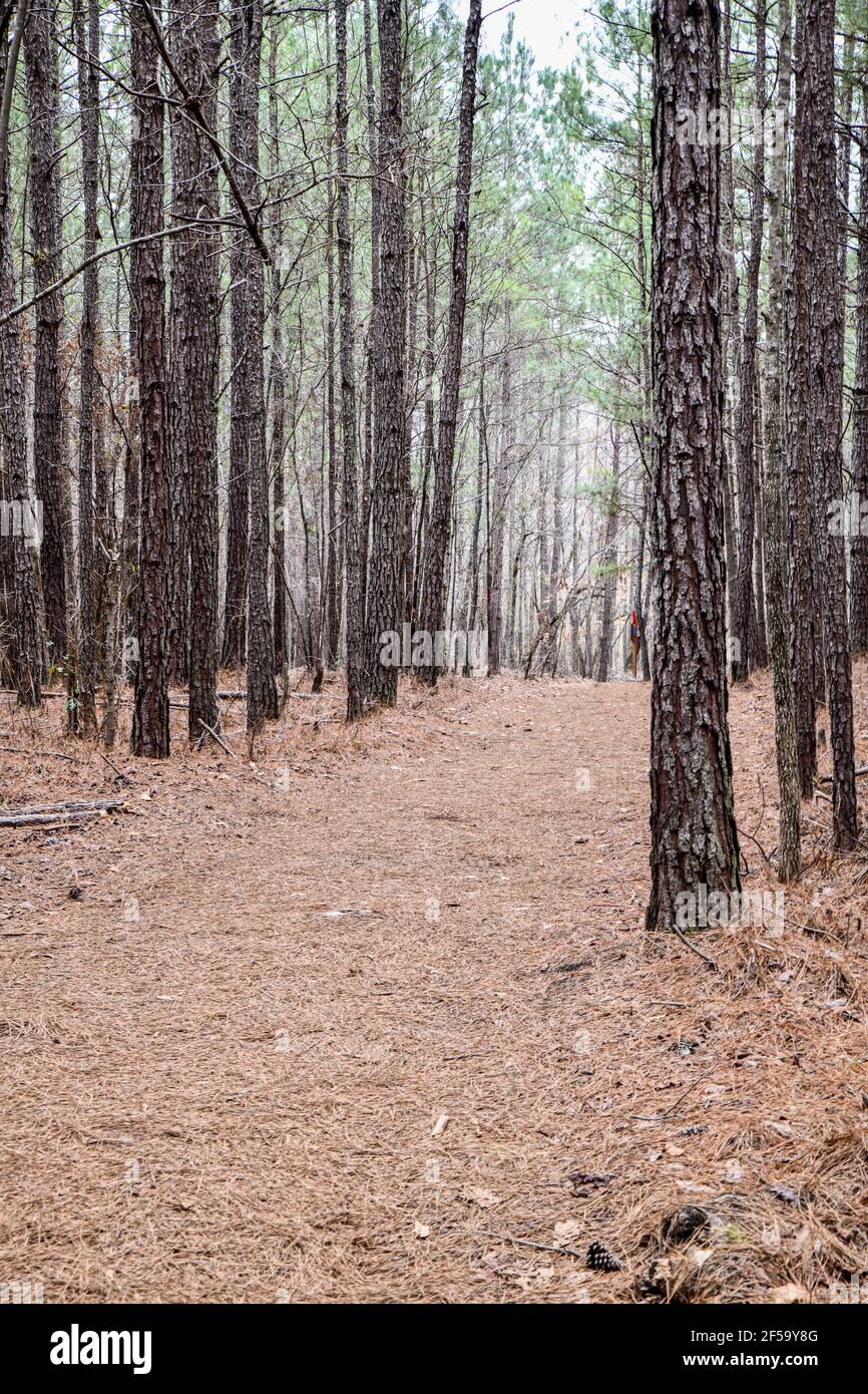 Tall winding tree lined path through the forest woods Stock Photo - Alamy