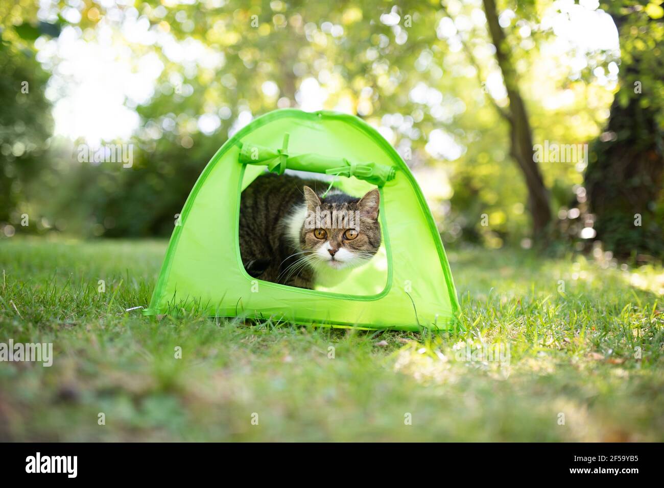 tabby white british shorthair cat looking out of green mini tent ...