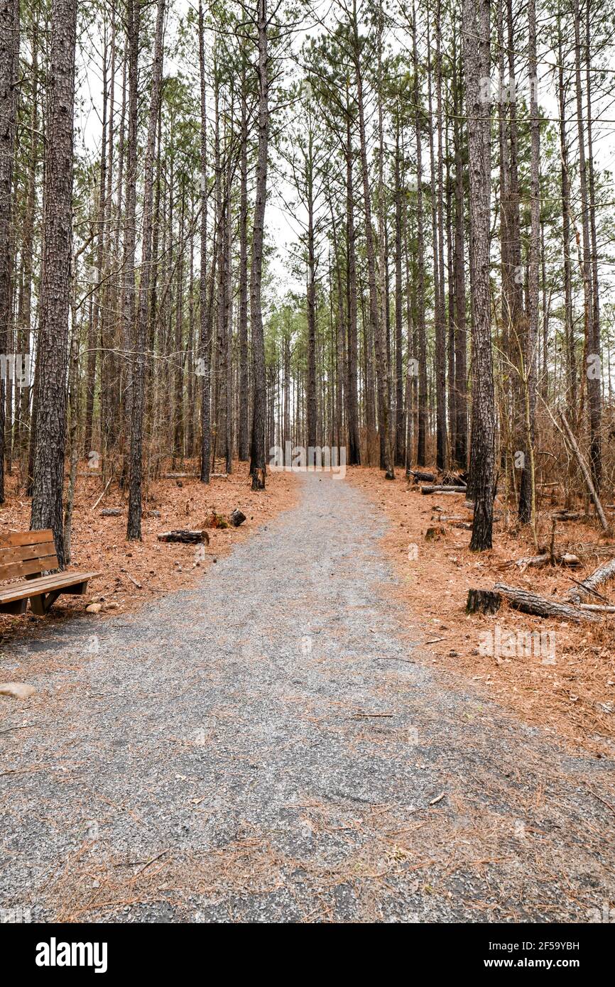 Pathway through tree lined park hi-res stock photography and images - Alamy