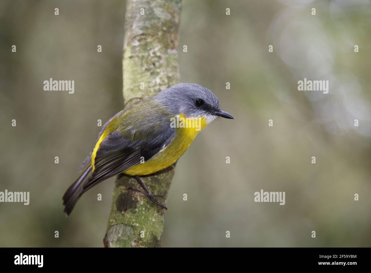 Eastern Yellow RobinEopsaltria australis Lamington National Park ...