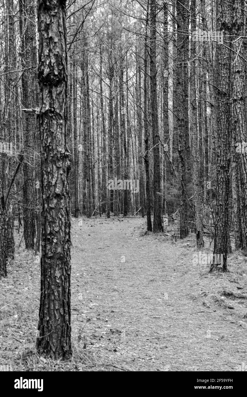Pathway through tree lined park hi-res stock photography and images - Alamy