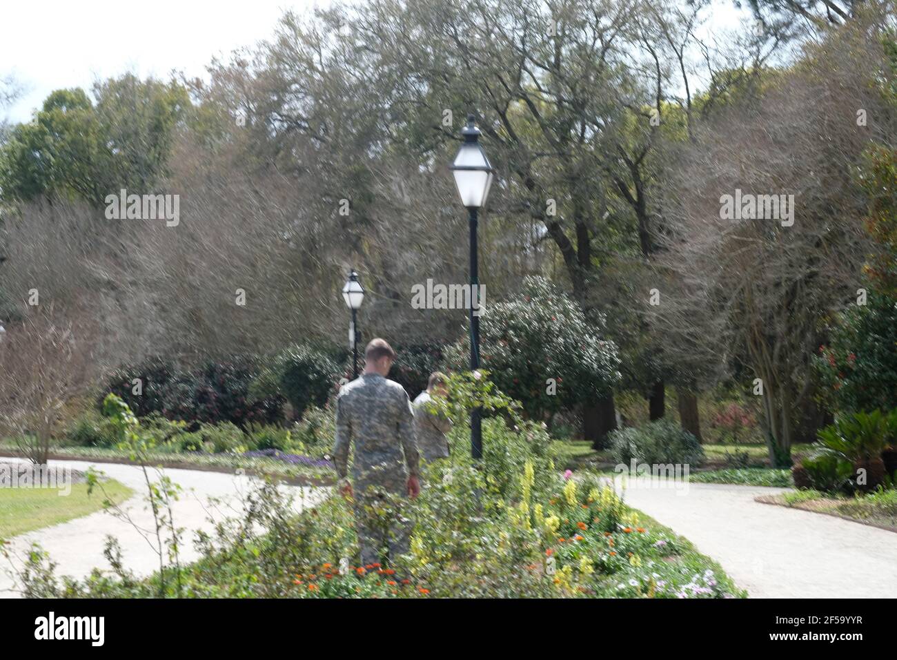 Peppermint Trees at Hampton Park and park visitors events and ...