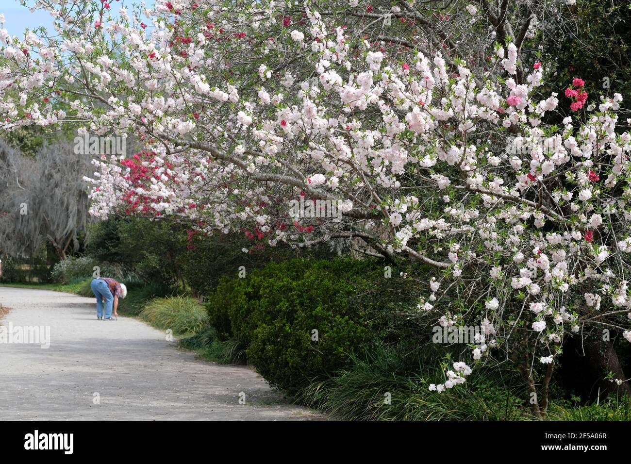 Peppermint Trees at Hampton Park and park visitors events and ...