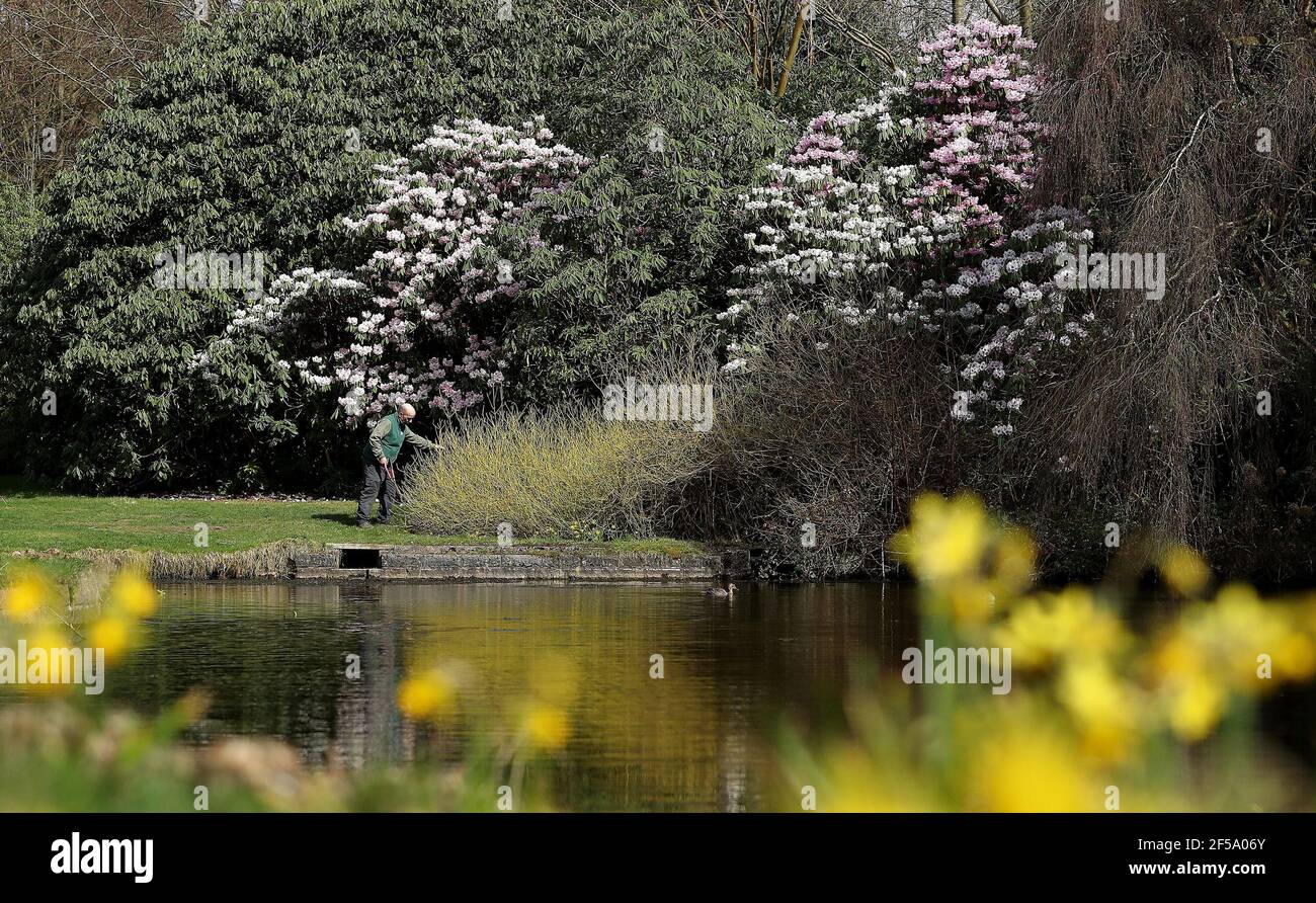 Head gardener Simon Tetlow prepares for the return of visitors to ...