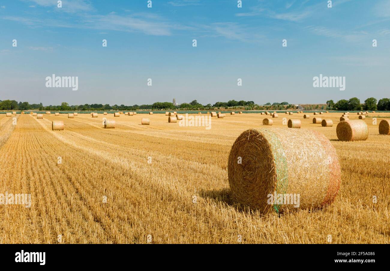 Bales of hay after reaping wheat field on a summer morning during a ...