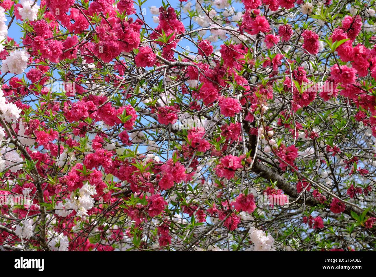 Peppermint Trees at Hampton Park and park visitors events and ...