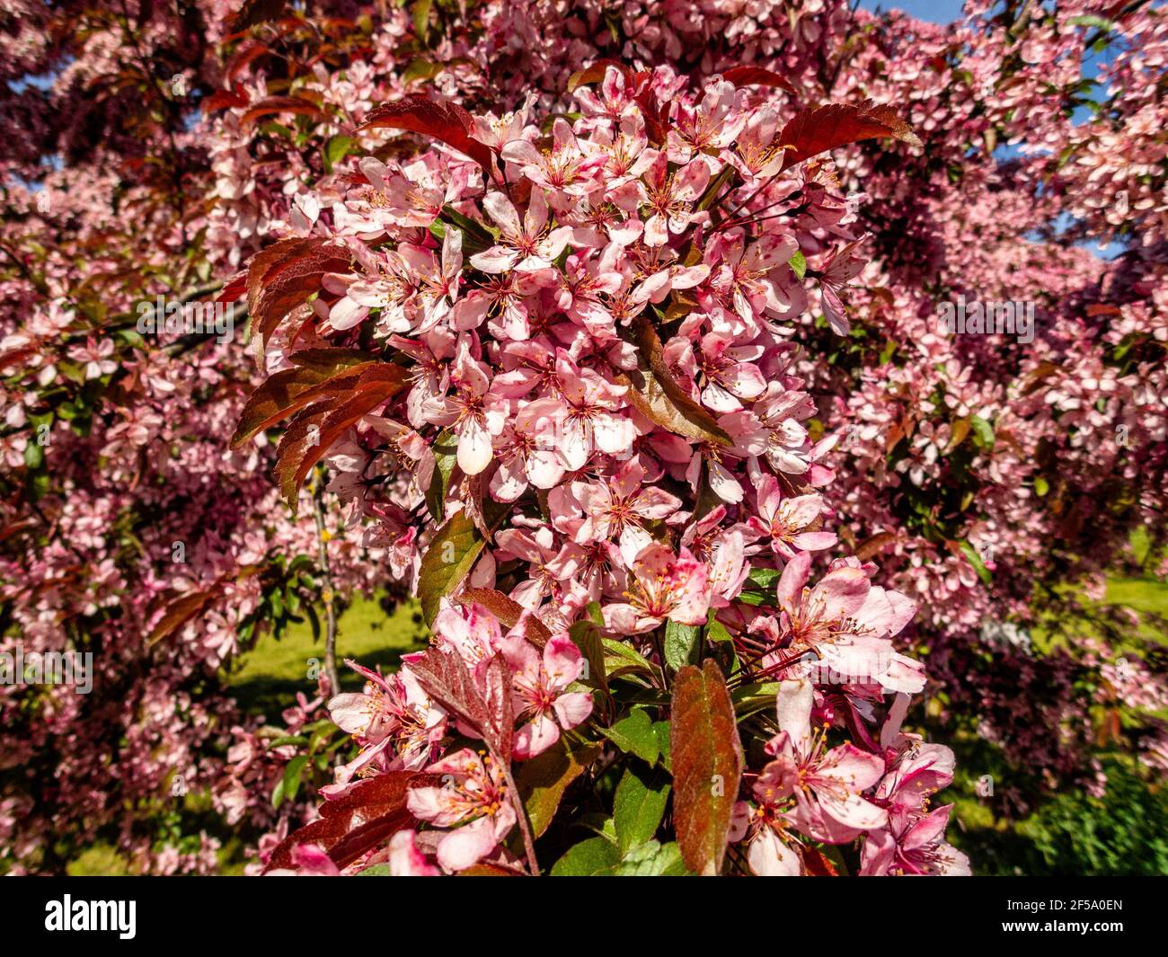 Plum is light hi-res stock photography and images - Alamy