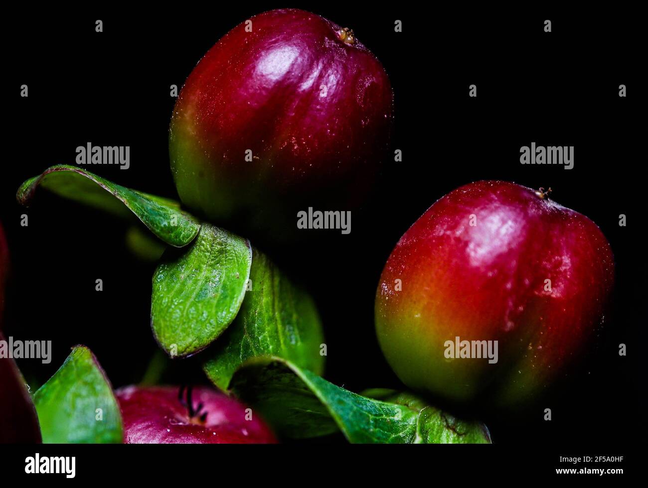 Decorative apple plant. Macro photography Stock Photo - Alamy