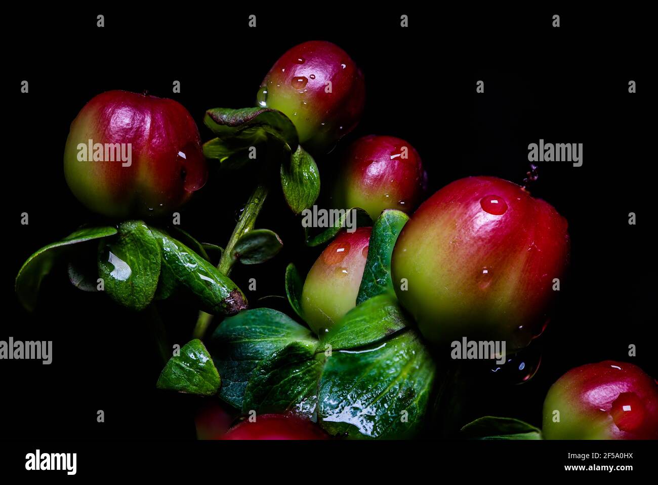 Decorative apple plant. Macro photography Stock Photo - Alamy