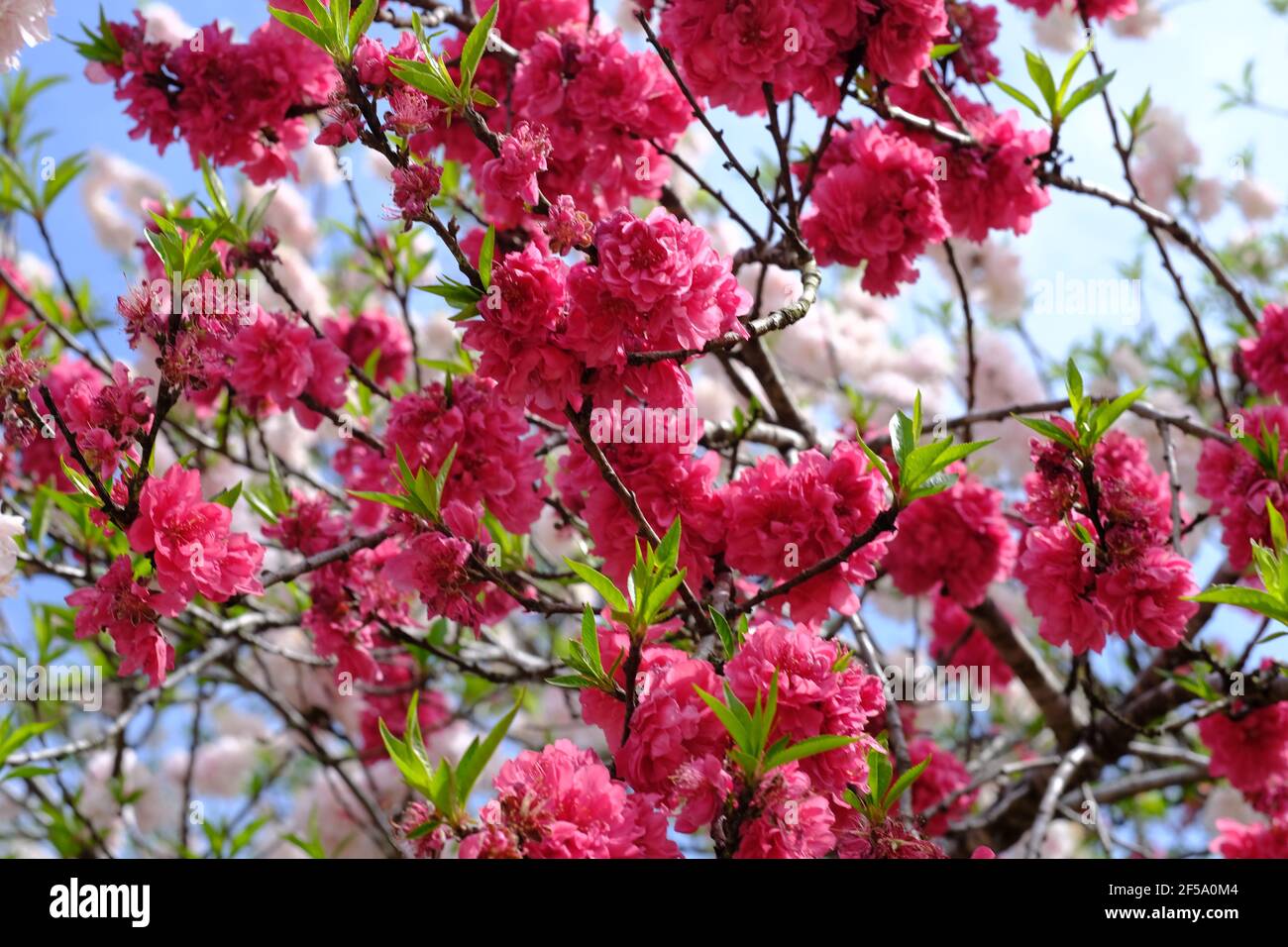 Peppermint Trees at Hampton Park and park visitors events and ...