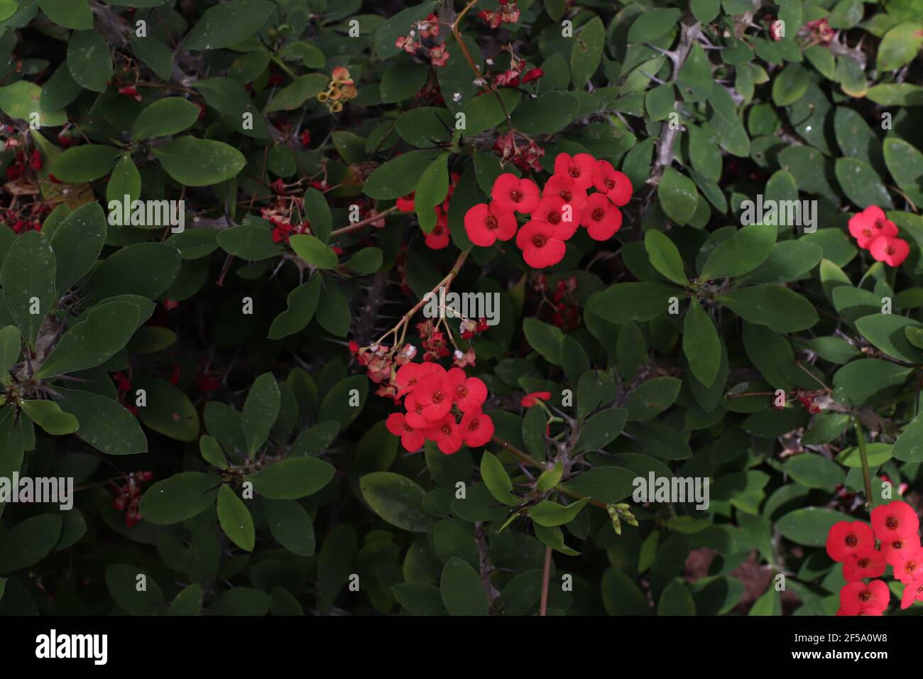 Jatropha tree hi-res stock photography and images - Alamy