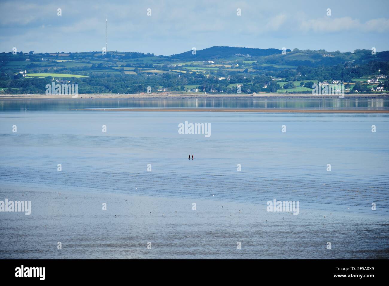 Two people wading in the Menai Straits, Wales at low tide with Anglesey ...
