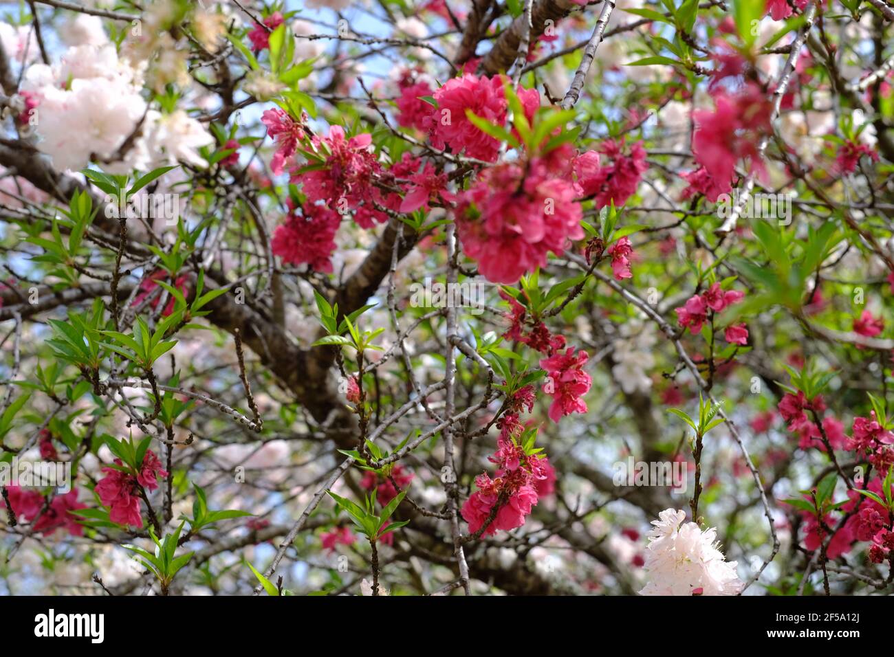 Peppermint Trees at Hampton Park and park visitors events and ...