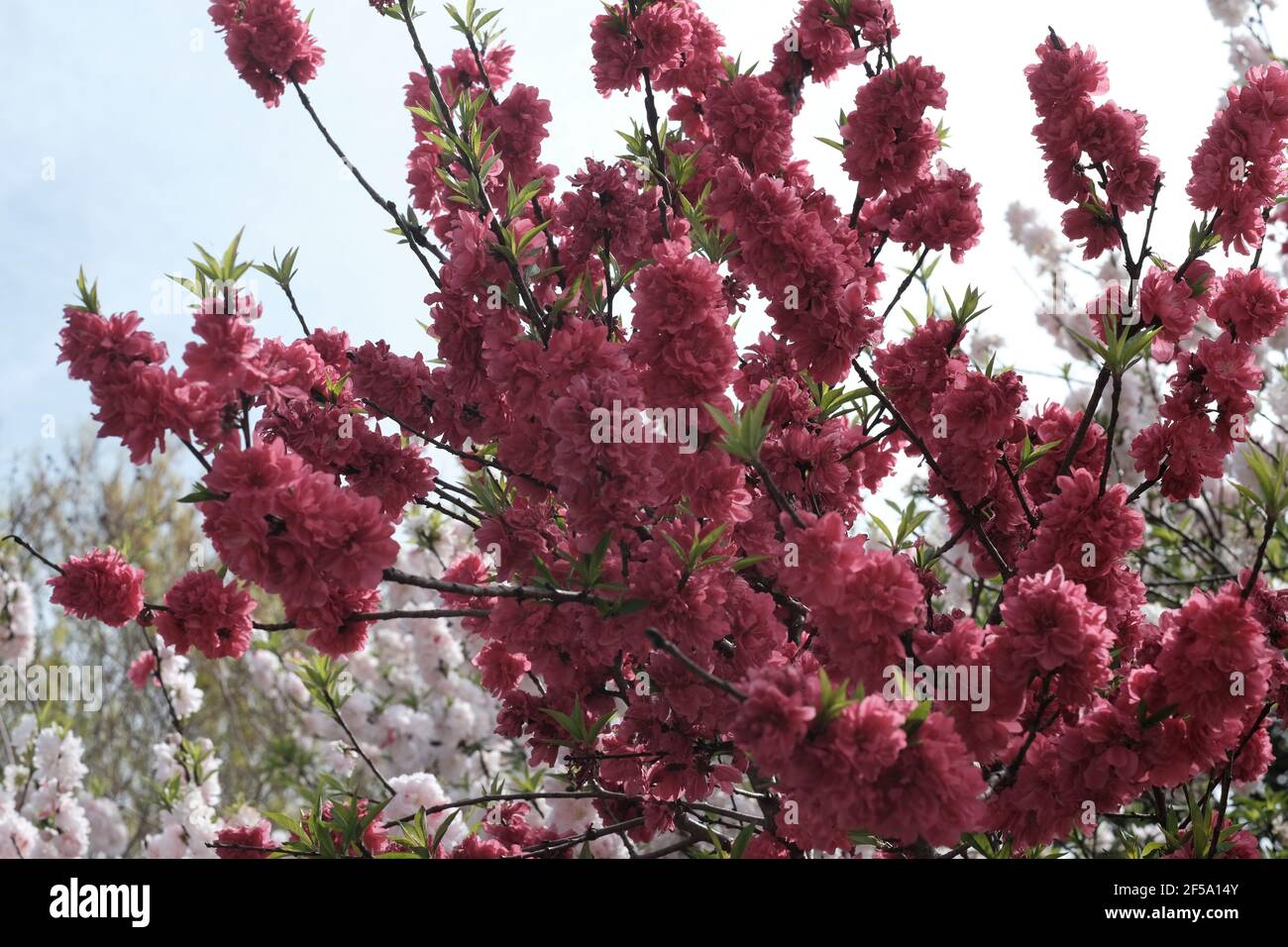 Peppermint Trees at Hampton Park and park visitors events and ...
