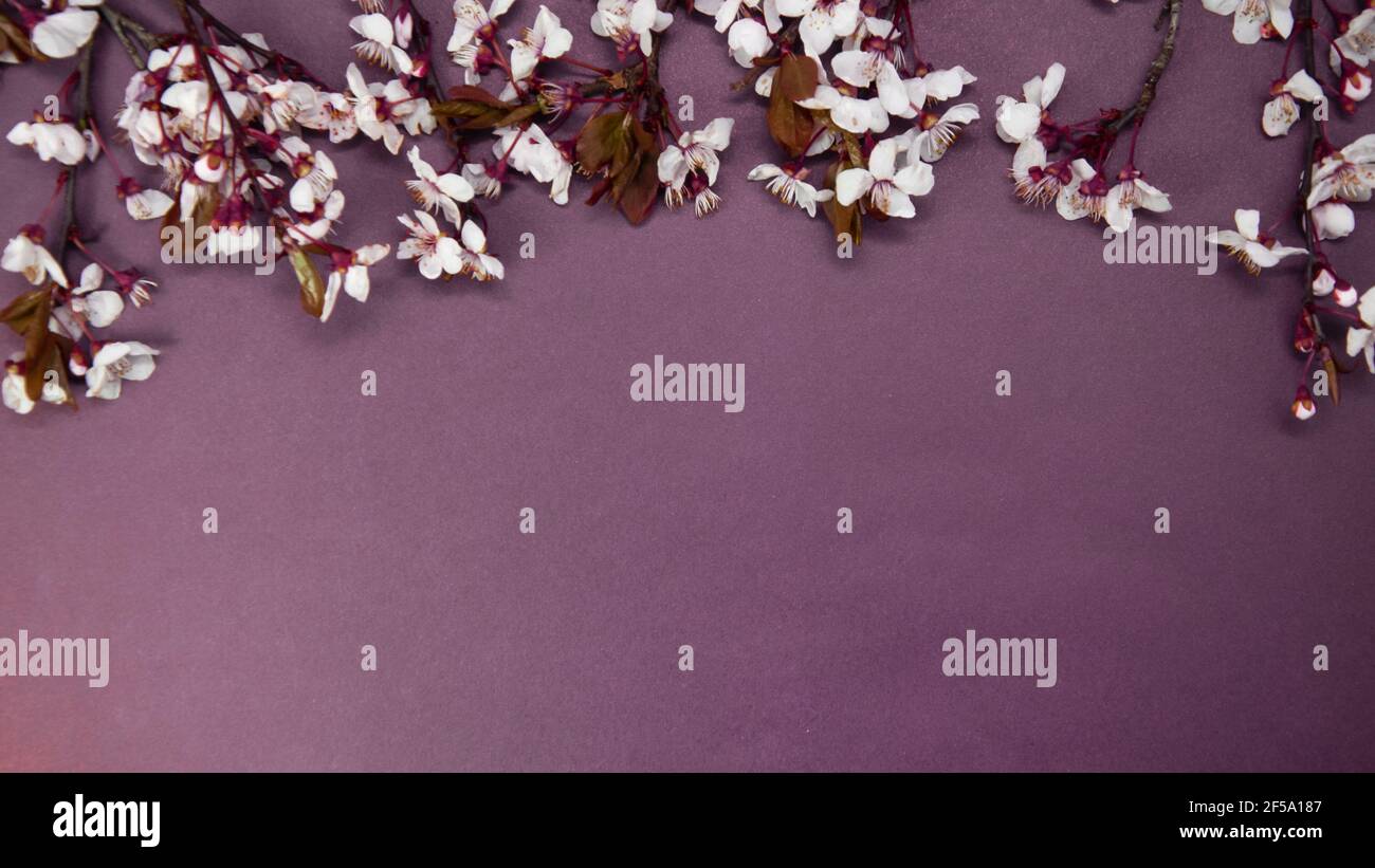 Cherry blossom tree branches on purple background, spring concept with ...