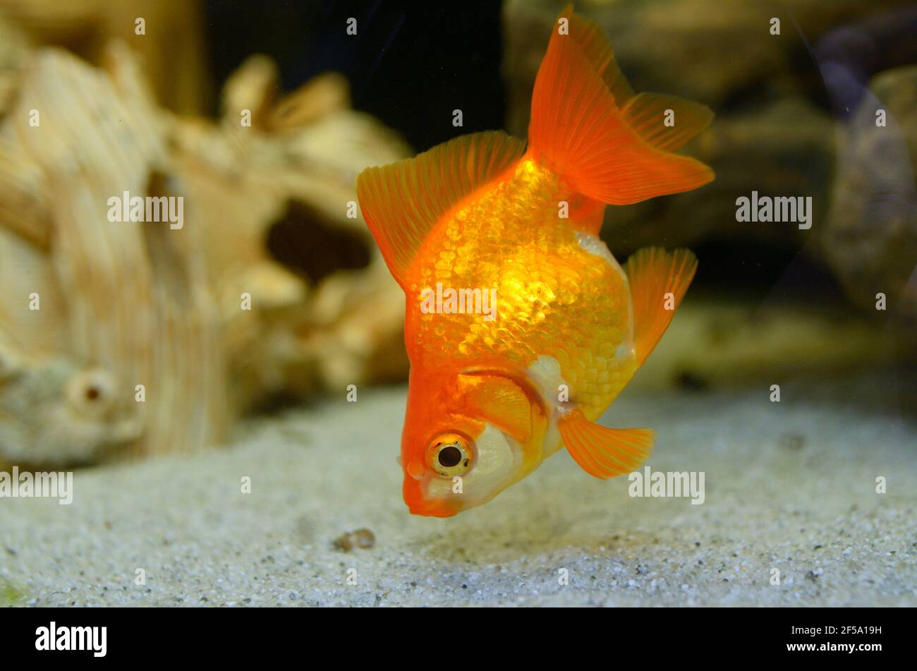Pet golden fish Carassius auratus swimming in the aquarium Stock Photo ...