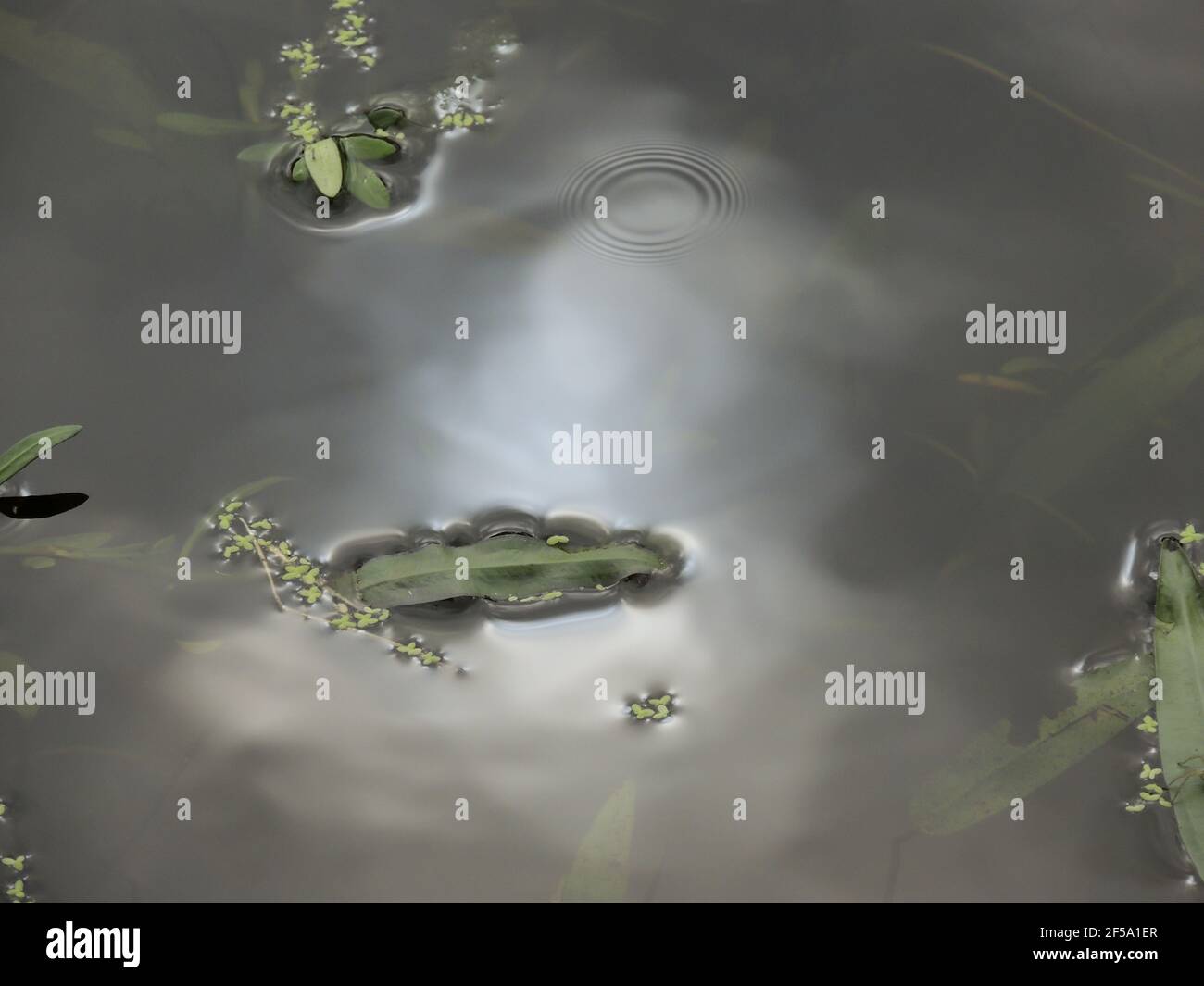 Closeup of the fallen green leaves on the lake in the park Stock Photo ...
