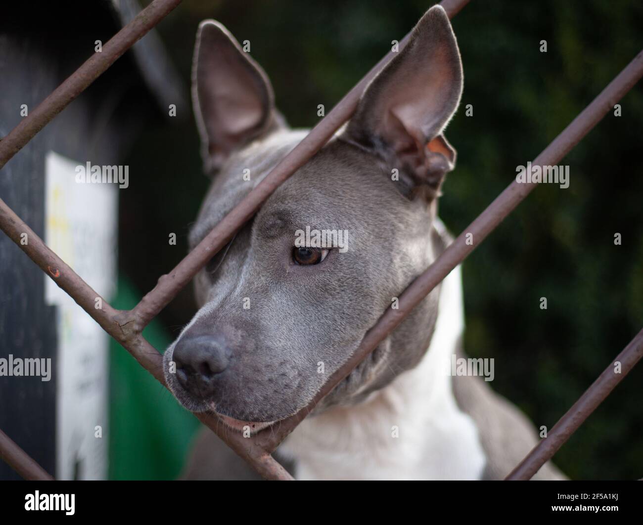 Closeup of an adorable gray pit bull behind the metallic fence Stock ...