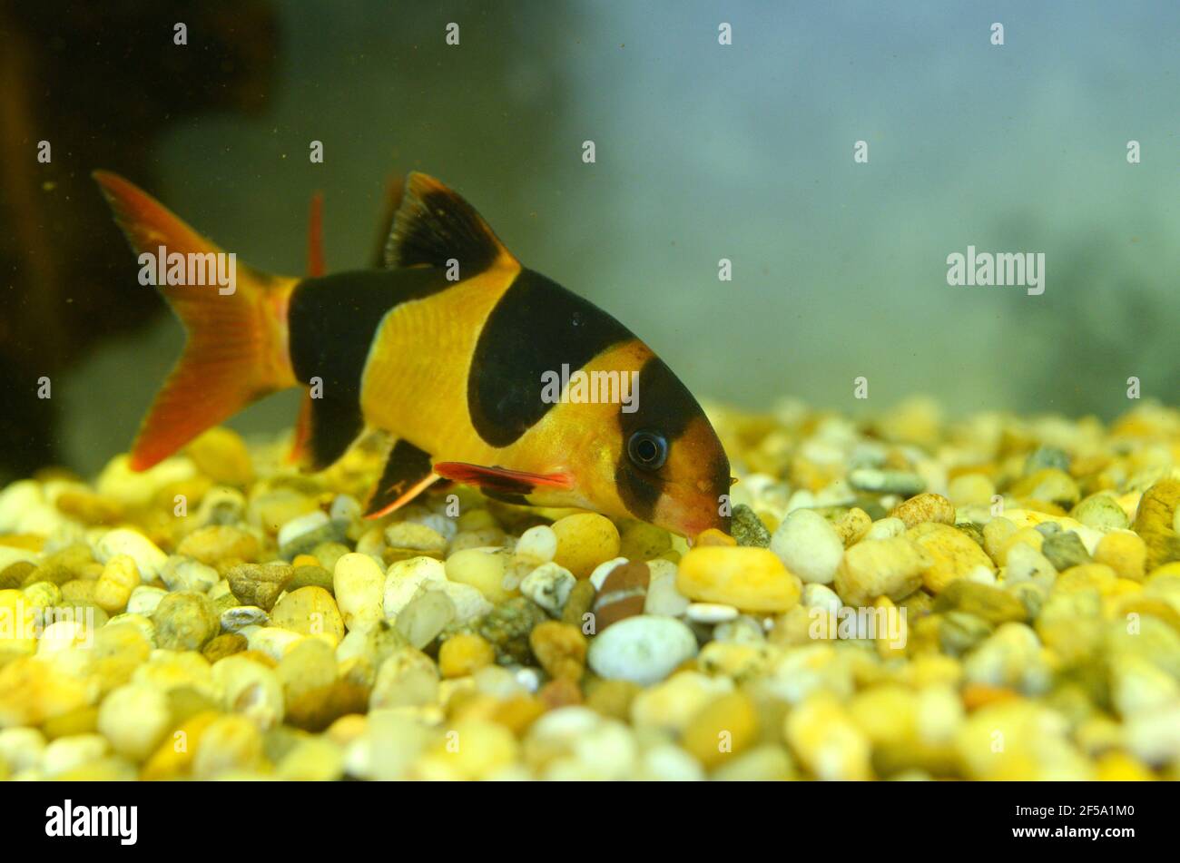 Pet bright coloured fish swimming in the aquarium Stock Photo - Alamy