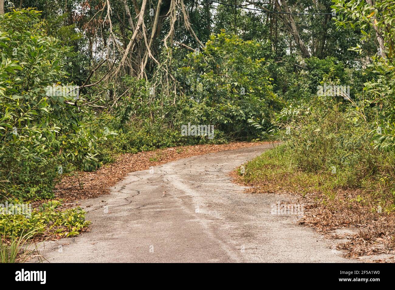 Abandoned road going out from the jungle Stock Photo - Alamy