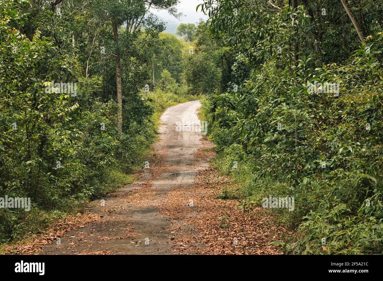 Abandoned road going out from the jungle Stock Photo - Alamy