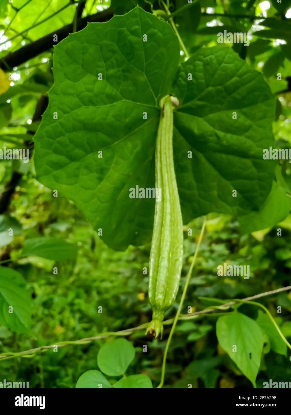 Sponge Gourd food vegetable in agriculture farm Stock Photo - Alamy