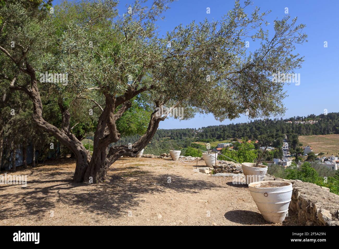 Olive tree in the garden Mediterranean region Stock Photo - Alamy