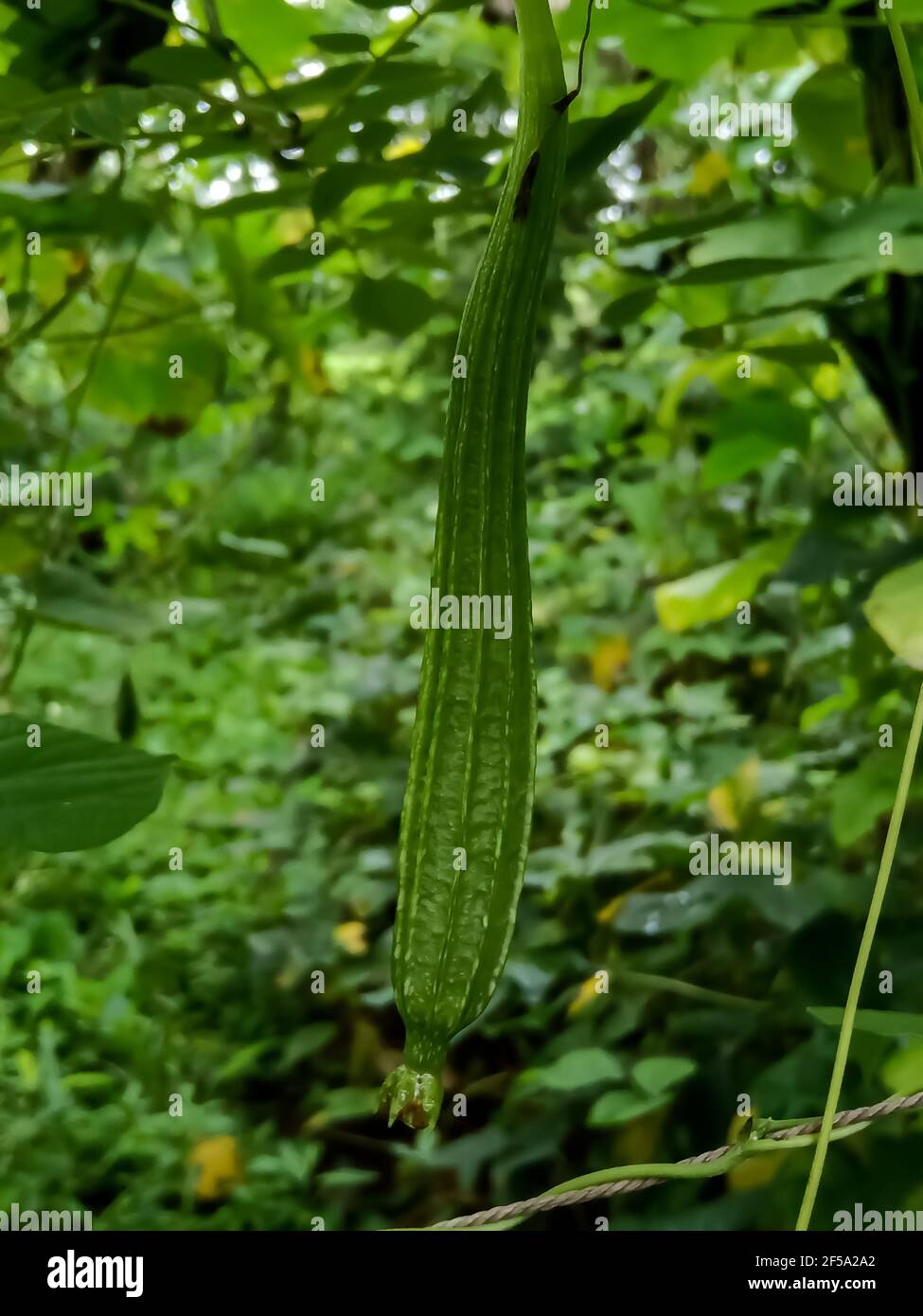Sponge Gourd food vegetable in agriculture farm Stock Photo - Alamy