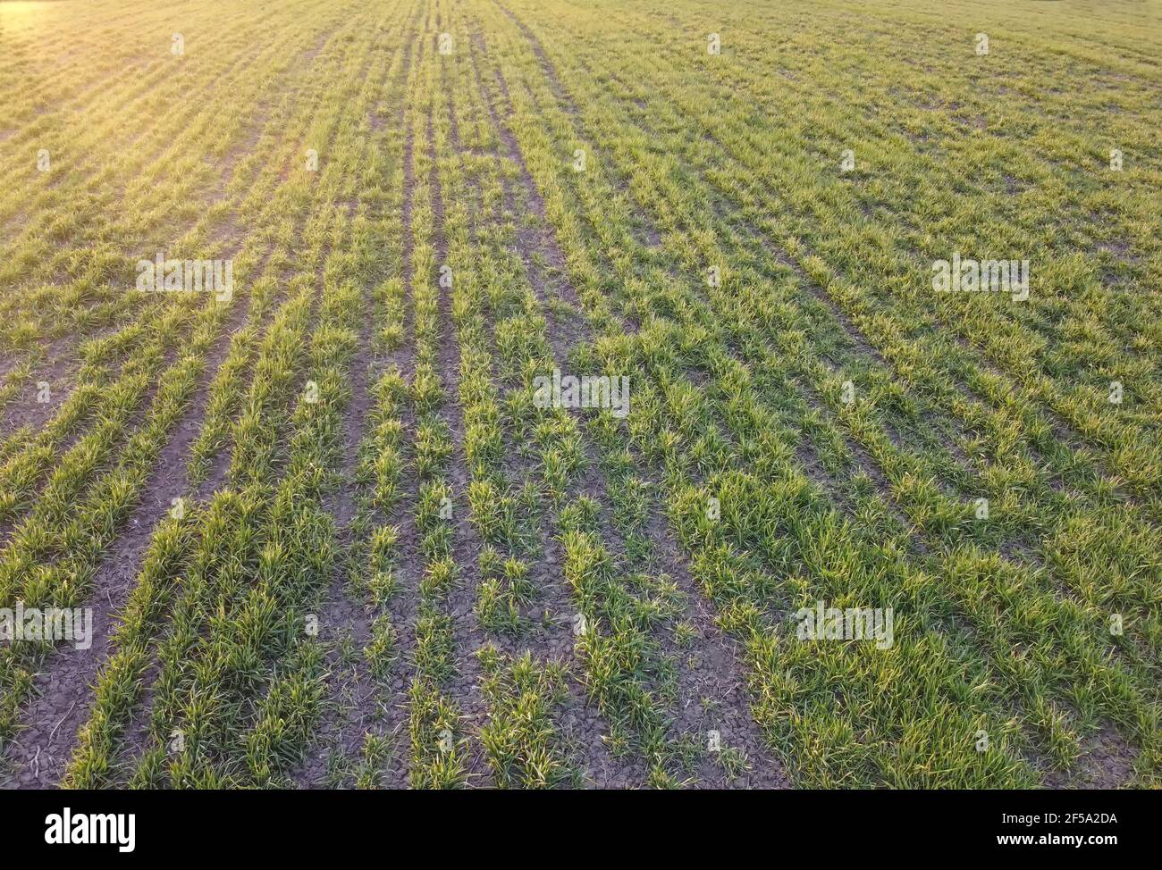 Poor yield hi-res stock photography and images - Alamy