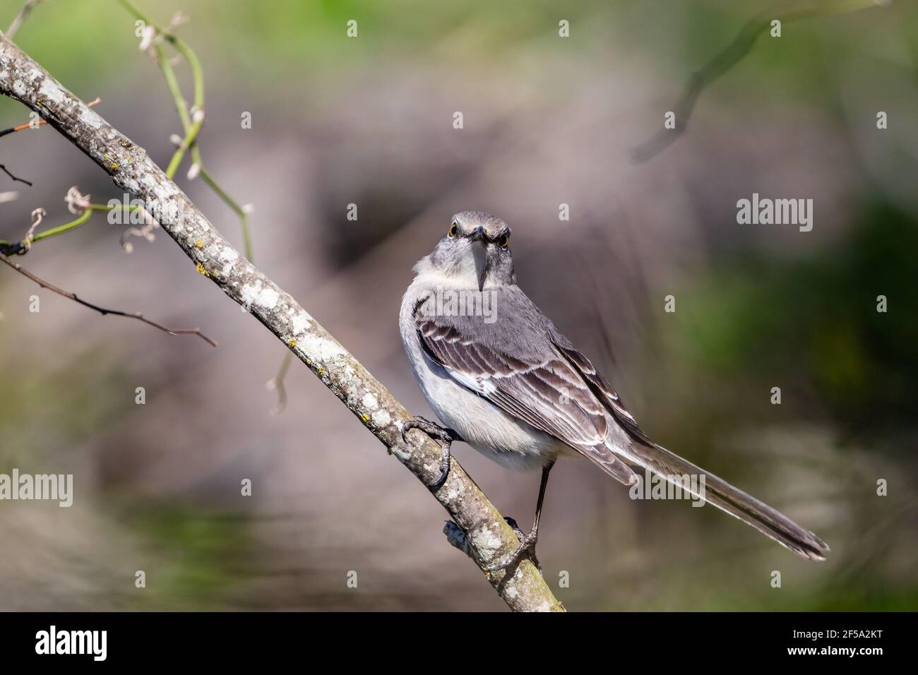 Northern mockingbird wings hi-res stock photography and images - Alamy