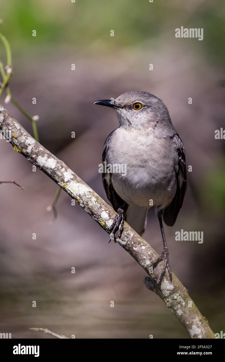 Mockingbird on a branch Stock Photo - Alamy