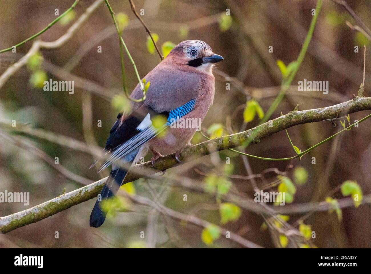 A Blue jay in tree branches Stock Photo - Alamy