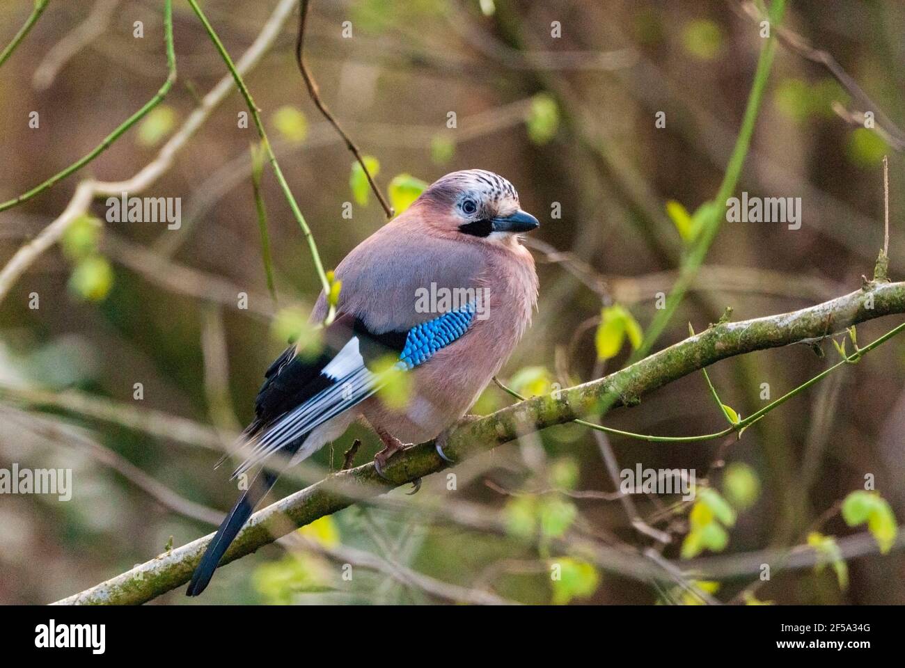 A Blue jay in tree branches Stock Photo - Alamy