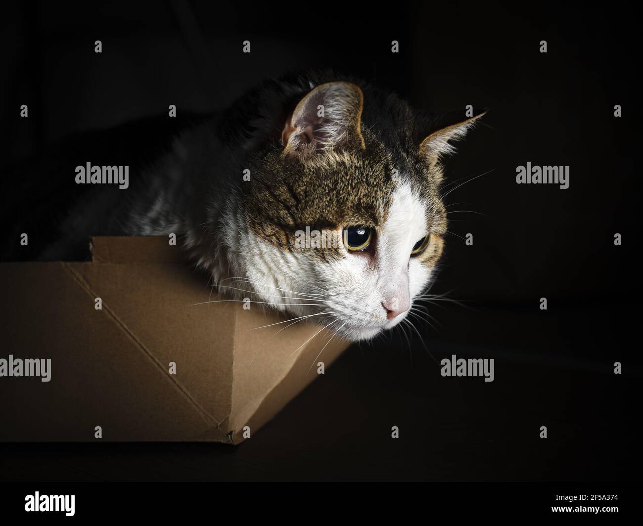 White and gray cat sitting in a cardboard box on a black background ...