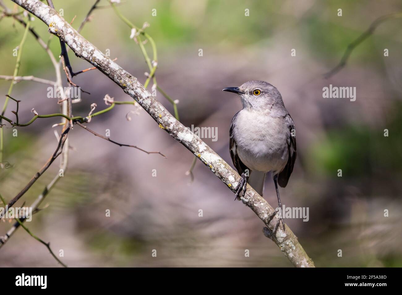 Northern mockingbird wings hi-res stock photography and images - Alamy