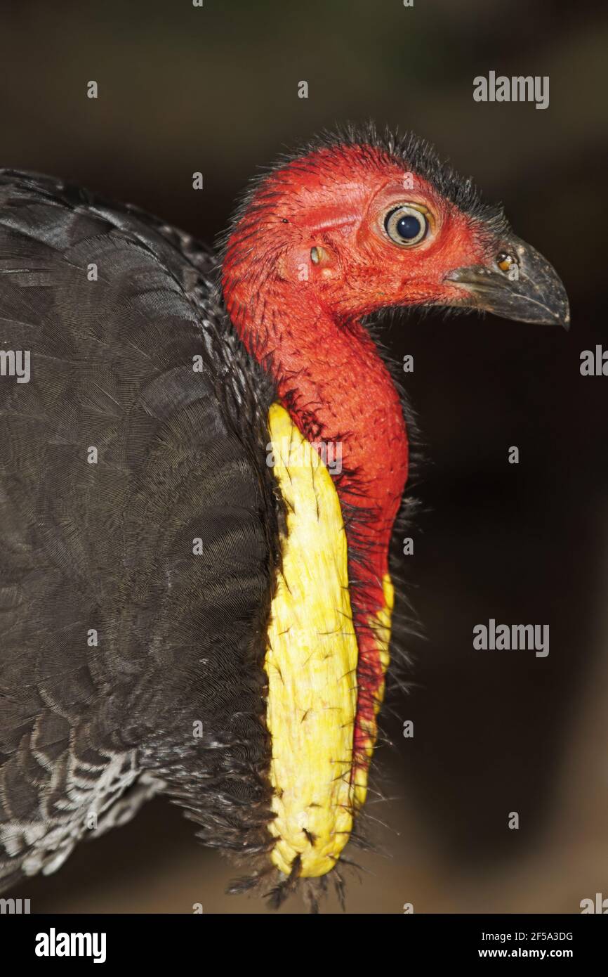 Turkey wattle hi-res stock photography and images - Alamy