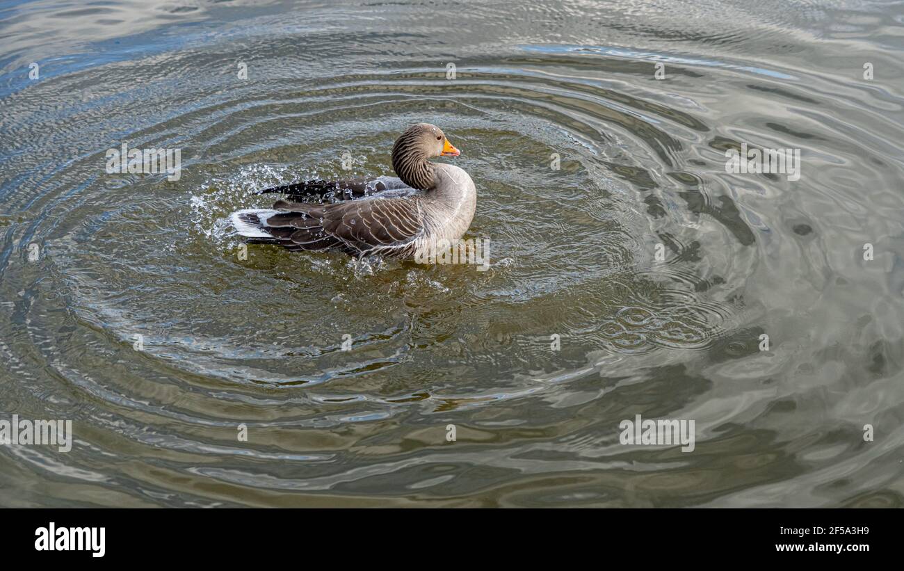 GreyLag Goose single portrait close up view washing and preening in ...