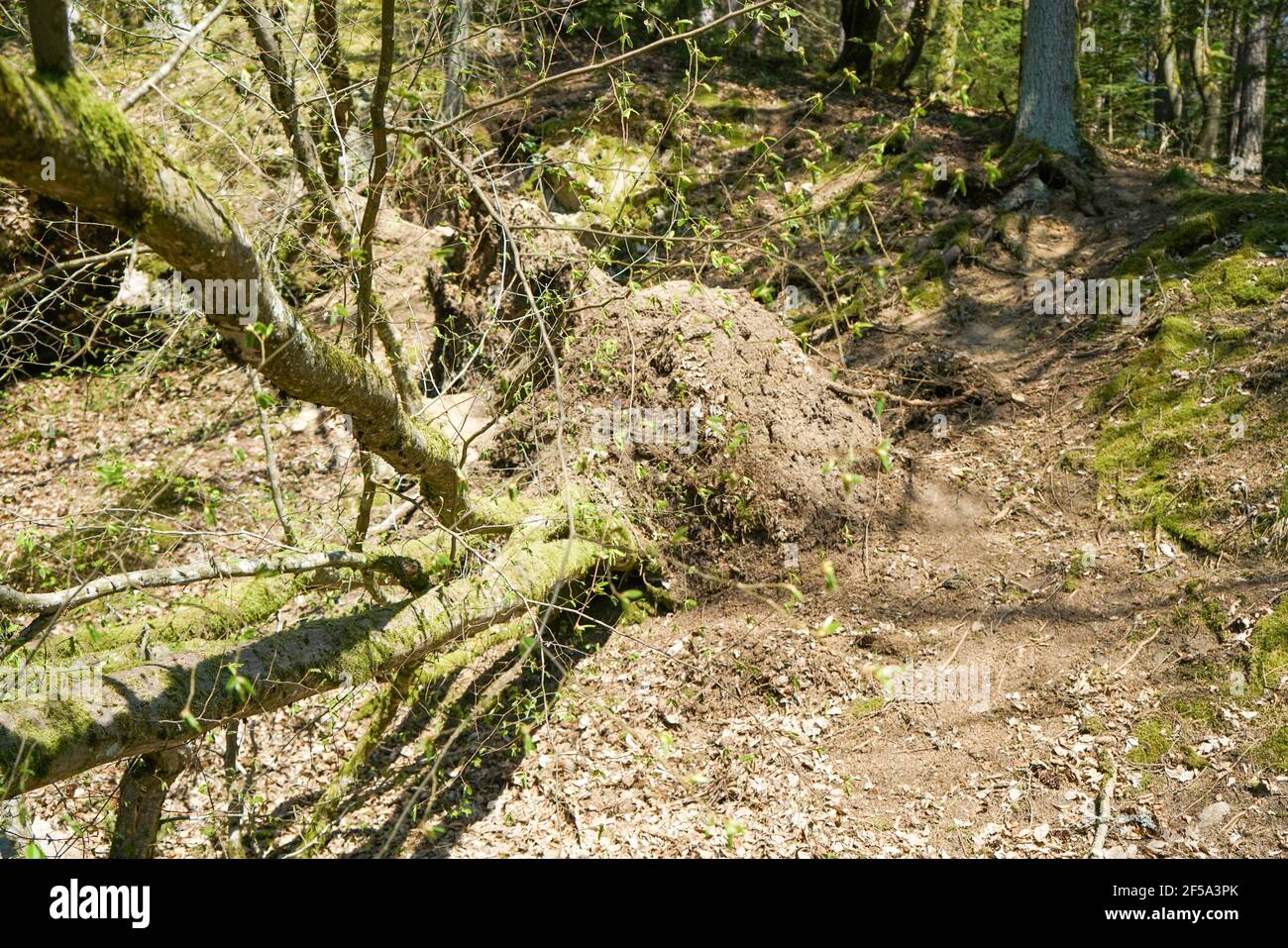 Closeup shot of a fallen tree in the forest with a root protruding from ...